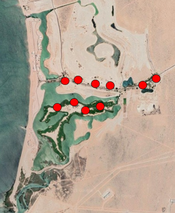Date palm (Phoenix dactylifera) - Islas Del Mar - A Living Sanctuary In ...